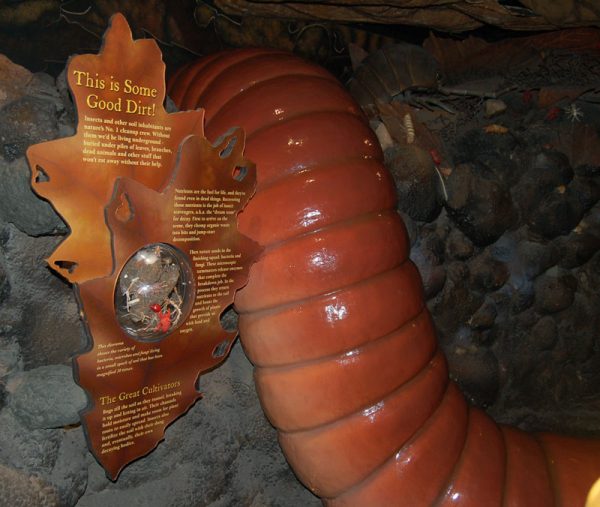 Eating Insects and Learning All About Bugs at Audubon Insectarium in ...