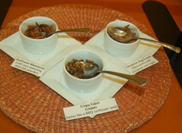 Eating Insects and Learning All About Bugs at Audubon Insectarium in ...